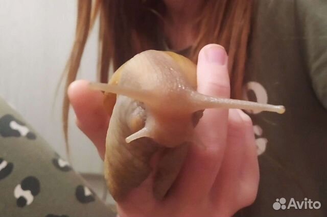 Улитки ахатины