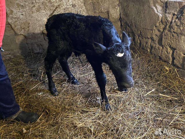Продаю бычка