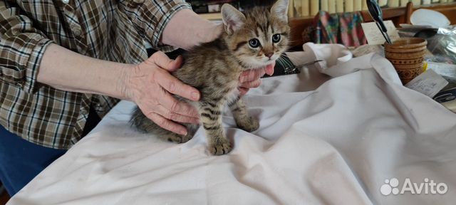 Котята в добрые руки бесплатно