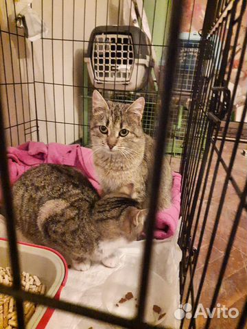 Спасите ласковую кошечку от улицы