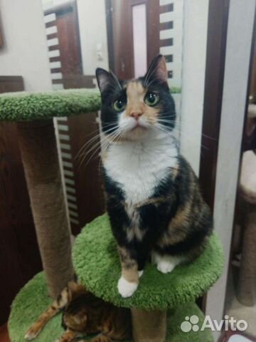 Молодая кошечка