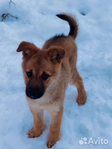 Щенок в добрые руки Лиса