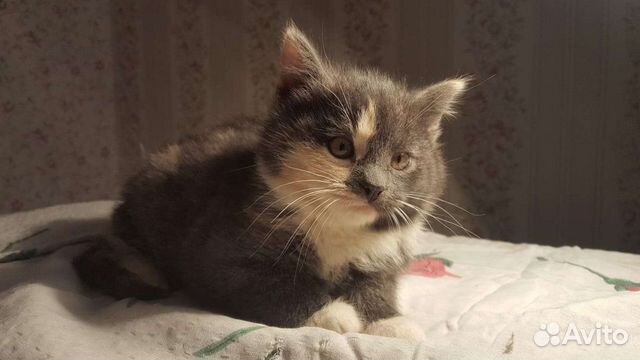 Трехцветная кошка