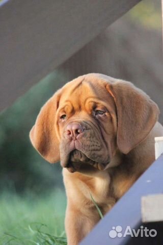 Бордоский дог, мальчик