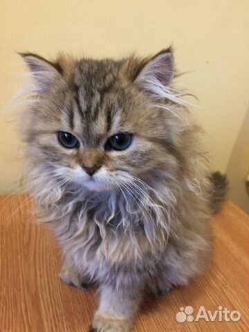 Персидская серебристая шиншилла (золото). Кошечка