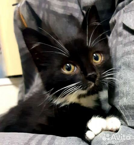 Автолюбитель с парковки Котенок Тимоша