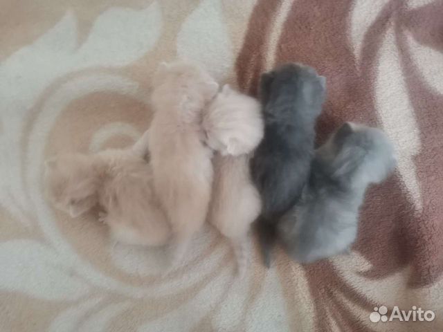 Британские котята