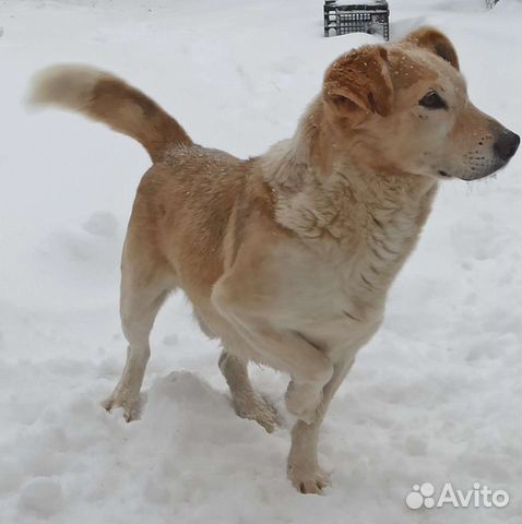 Собака спаси друга