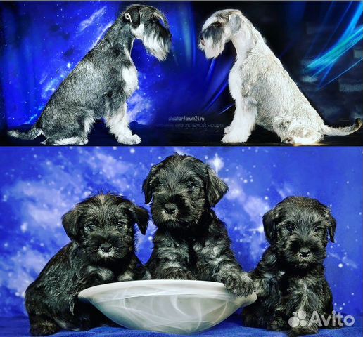 Шнауцер п/с. Щенки в Моск.обл
