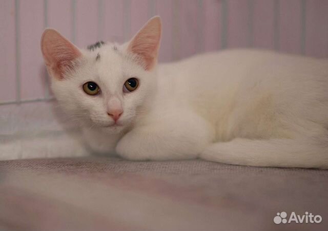 Котята в добрые руки бесплатно