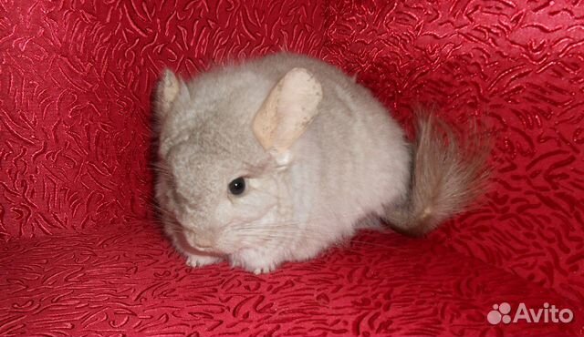 Шиншиллы ангора нфнс,фиолет на67нс
