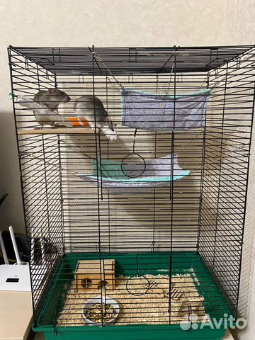 Крысы девочки 5 месяцев