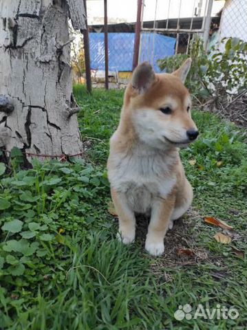 Сиба ину, 3 месяца