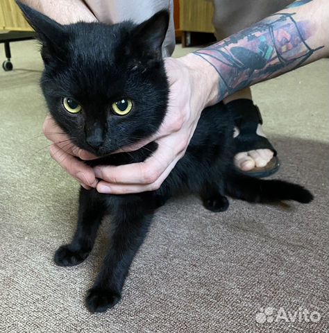 Помогите спасти котенка
