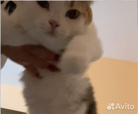 Пушистые котята