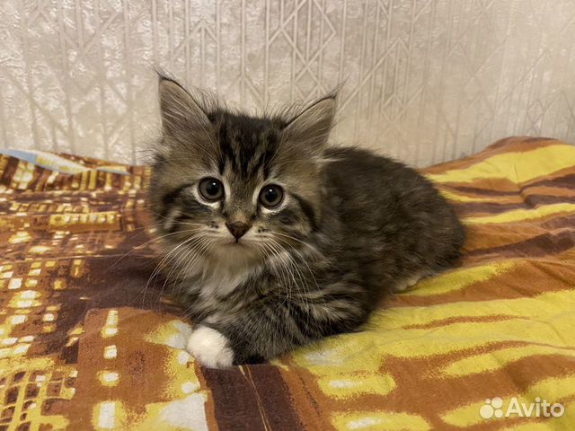 Пушистые котята