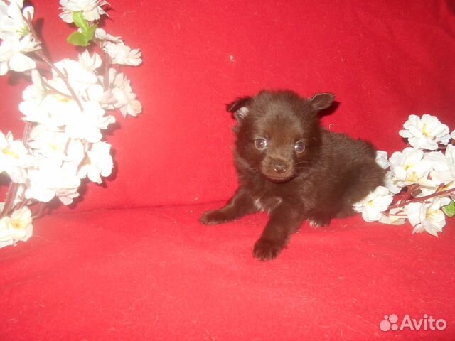 Плоды любви