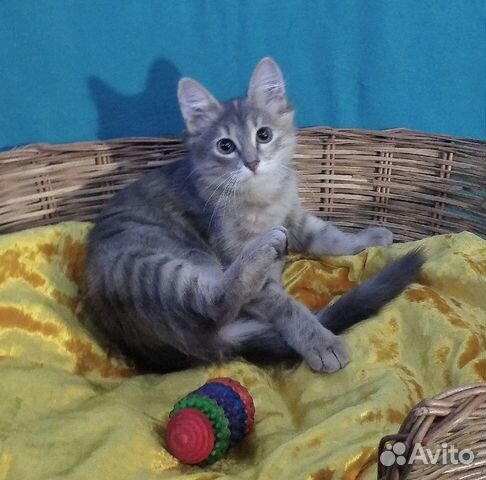 Котенок Кнопочка, отдам в добрые руки