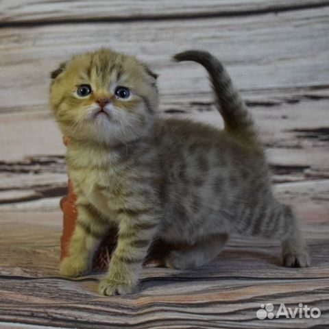 Клубный вислоухий котик и кот для вязки