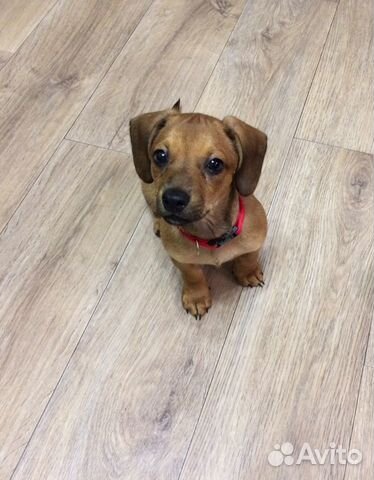 Щенок карликовой таксы