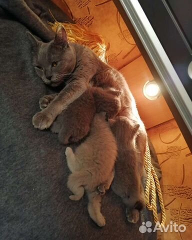 Британские котята