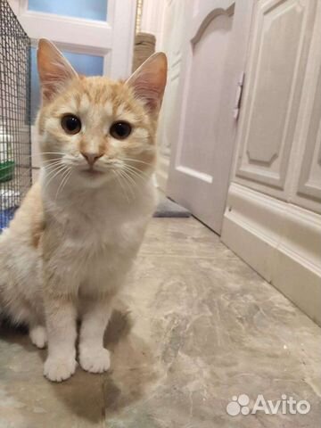 Рыжий котенок девочка в дар