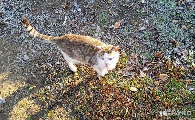 Кошечка и котик в дар
