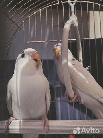 Волнистые попугаи пол года с клеткой
