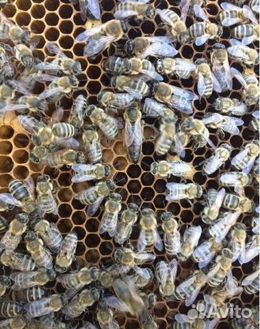 Матки пчелиные на пятое мая 2022