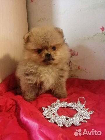 Померанский шпиц