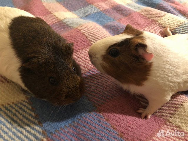 Морская свинка, 2 девочки, бесплатно