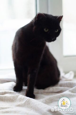 Кошка