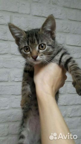 Котенок 3месяца