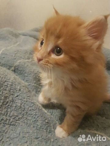 Рыжий котенок мальчик