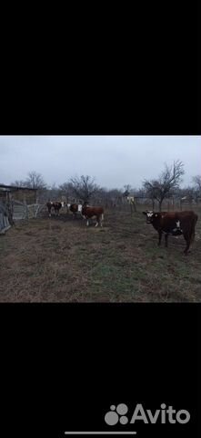 Домашние животные коровы