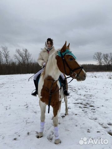 Аренда лошади