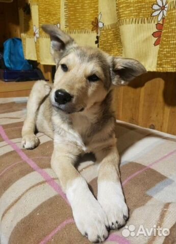 Щенок из помёта Эльзики