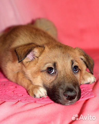 Щенок 1,5 мес. (Девочка)