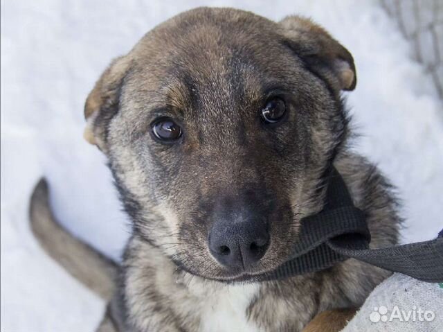 Щенок Бантик, 6 месяцев. Привезём