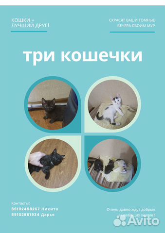 Девочки, кошечки, девчата, ждут своего хозяина