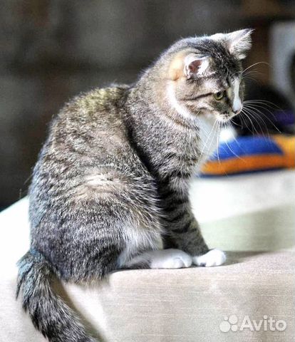 Кошечка Люся