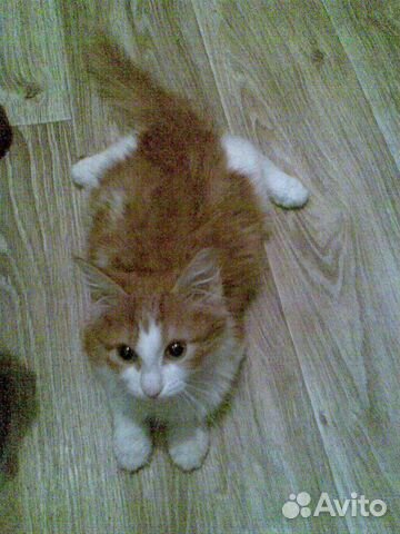 Очень смешной котик