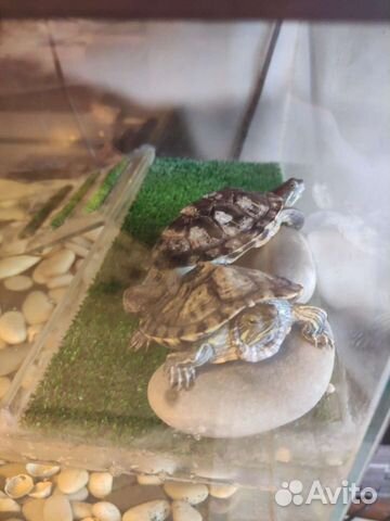 Черепаха с аквариумом