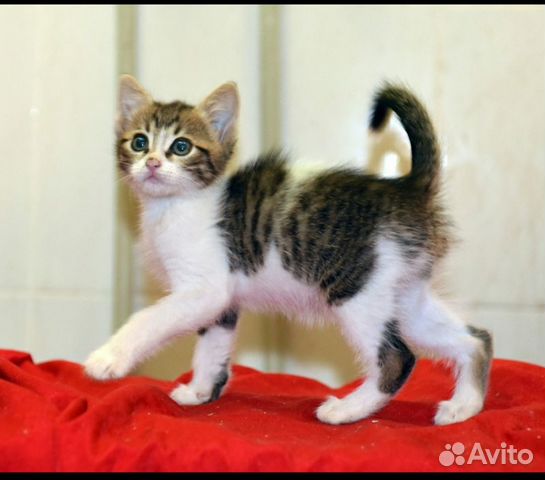 Котенок в дар