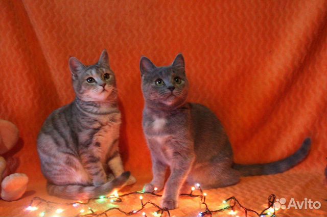 Пара нежных котят