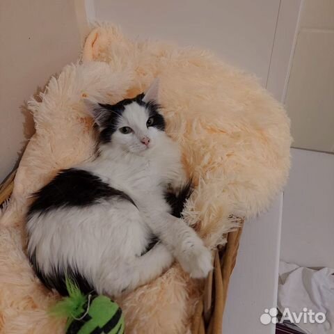 Котенок в добрые руки