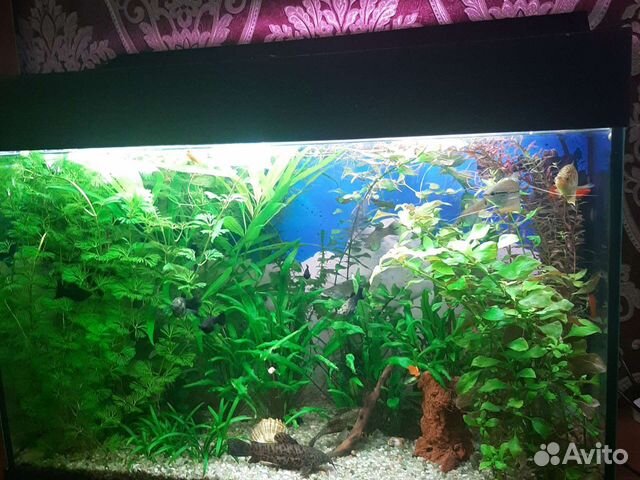 Рыбки маленеии