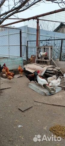 Куры молодки