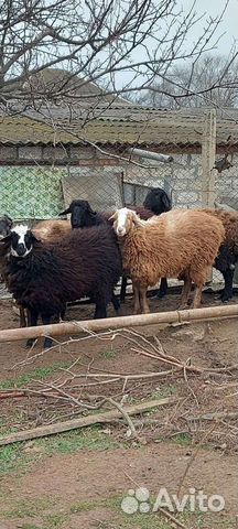 Курдючные бараны овцы