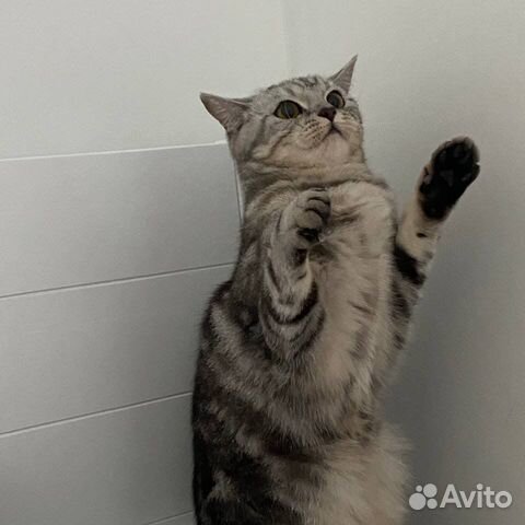 Кошка Скоттиш страйт